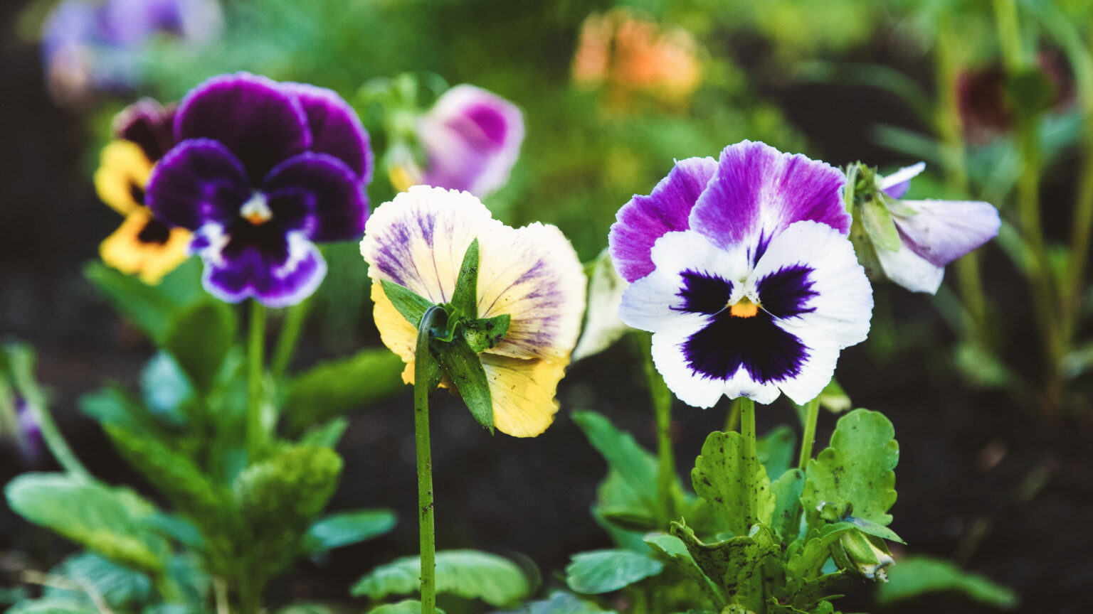 Pansy Leaves Turning Yellow 4 Causes Solutions And Best Care Tips